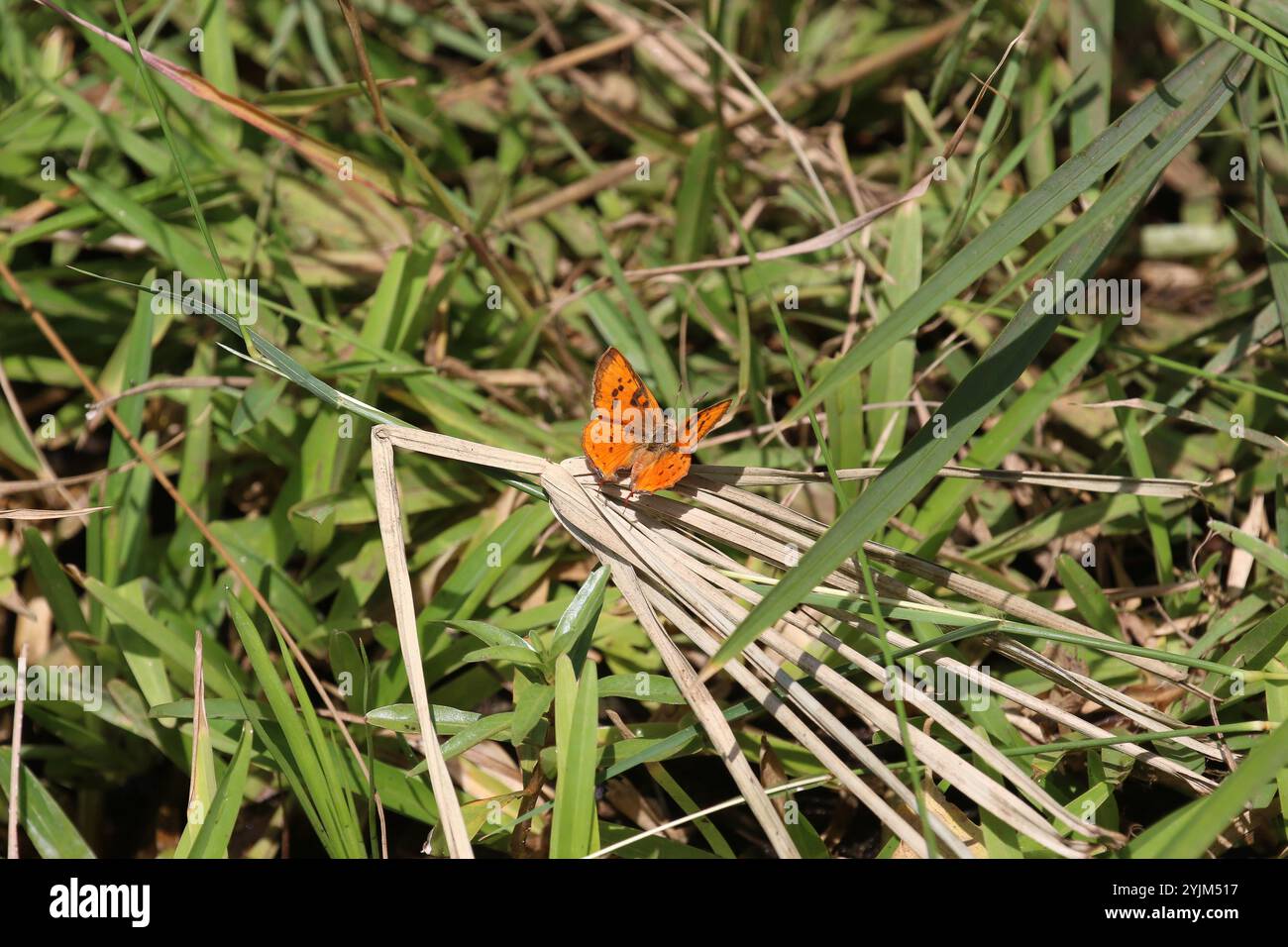 Common eastern butterfly hi-res stock photography and images - Alamy