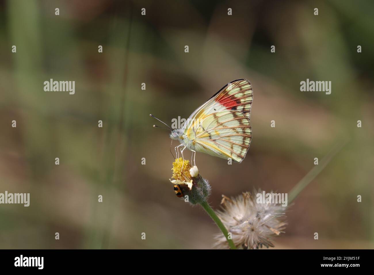 Colotis hi-res stock photography and images - Alamy