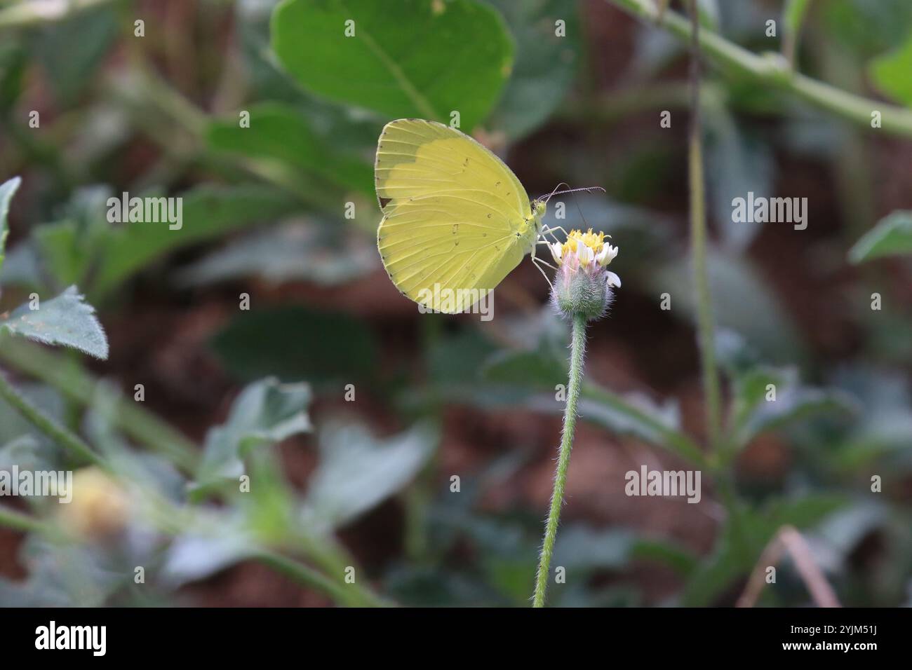 Australia butterflies common grass yellow hi-res stock photography and ...