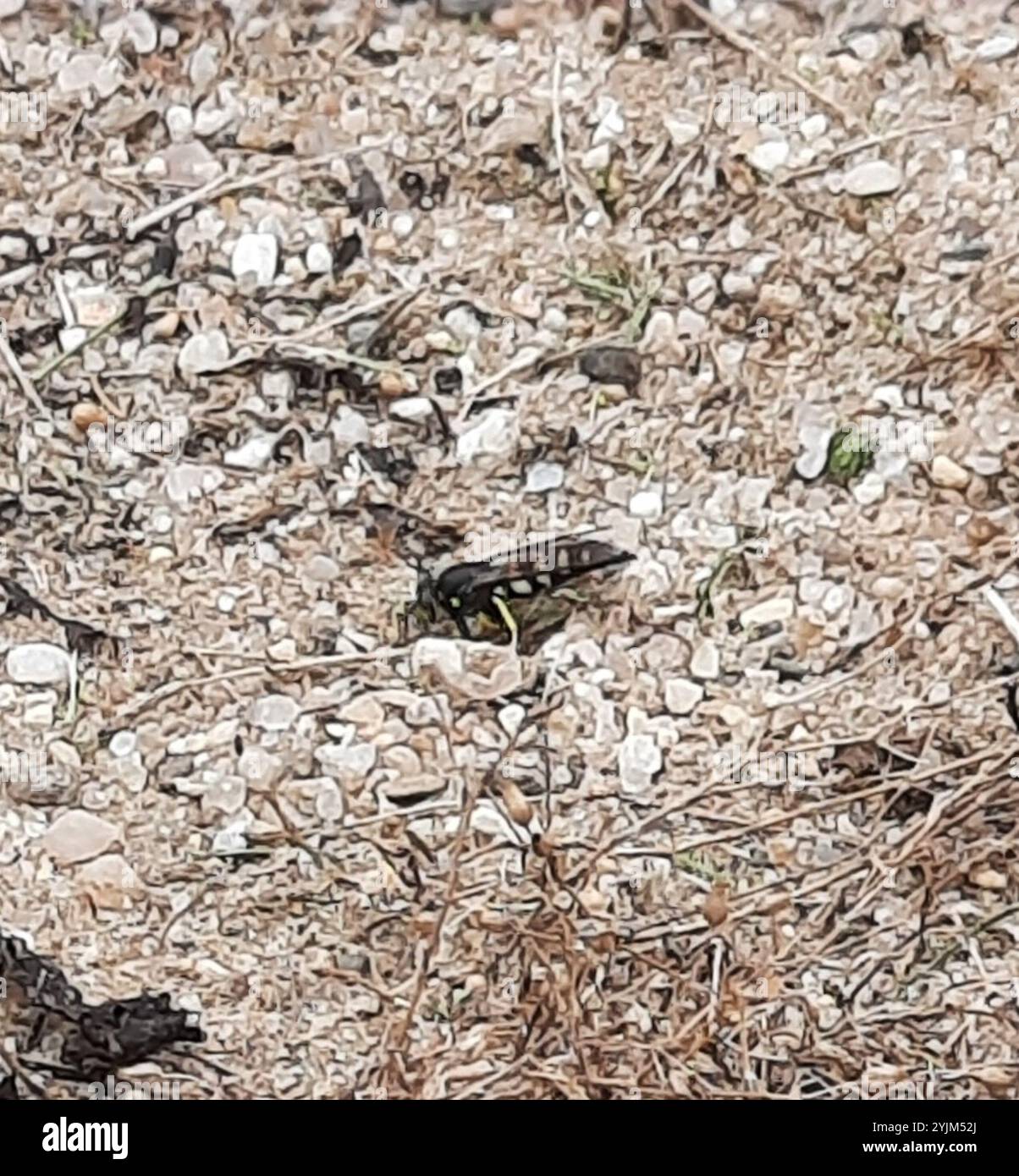 Four-banded Stink Bug Wasp (Bicyrtes quadrifasciatus Stock Photo - Alamy