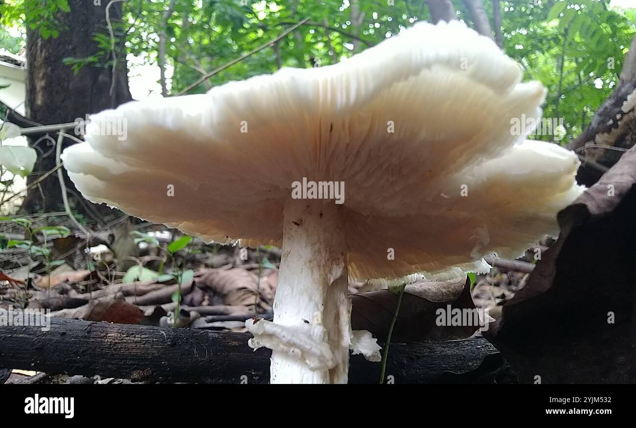 Termitomyces hi-res stock photography and images - Alamy