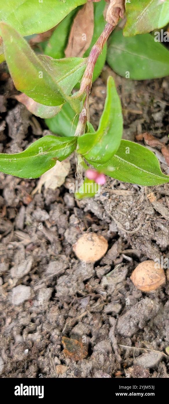 Slender knotweed hi-res stock photography and images - Alamy