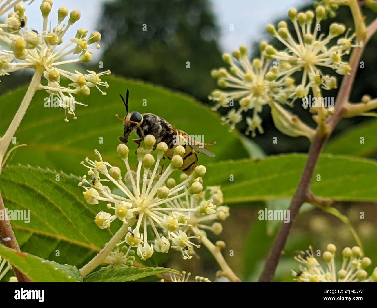 Banded General (Stratiomys potamida Stock Photo - Alamy