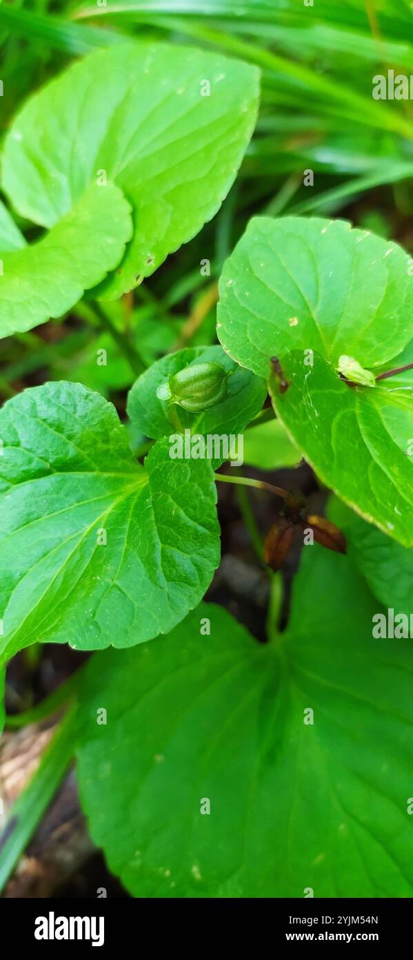 Broad-leaved Violet (Viola mirabilis Stock Photo - Alamy