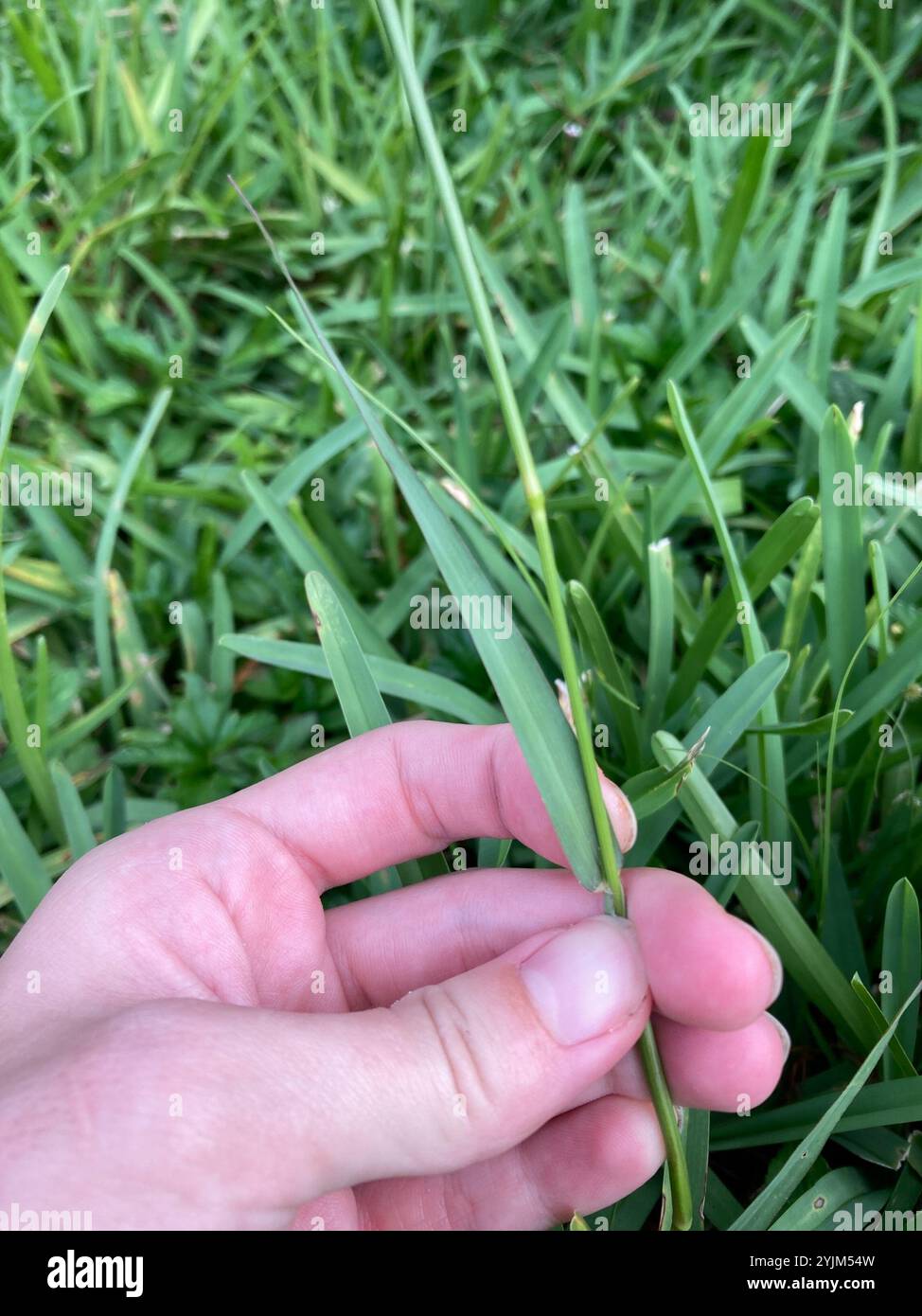 grasses, sedges, cattails, and allies (Poales Stock Photo - Alamy