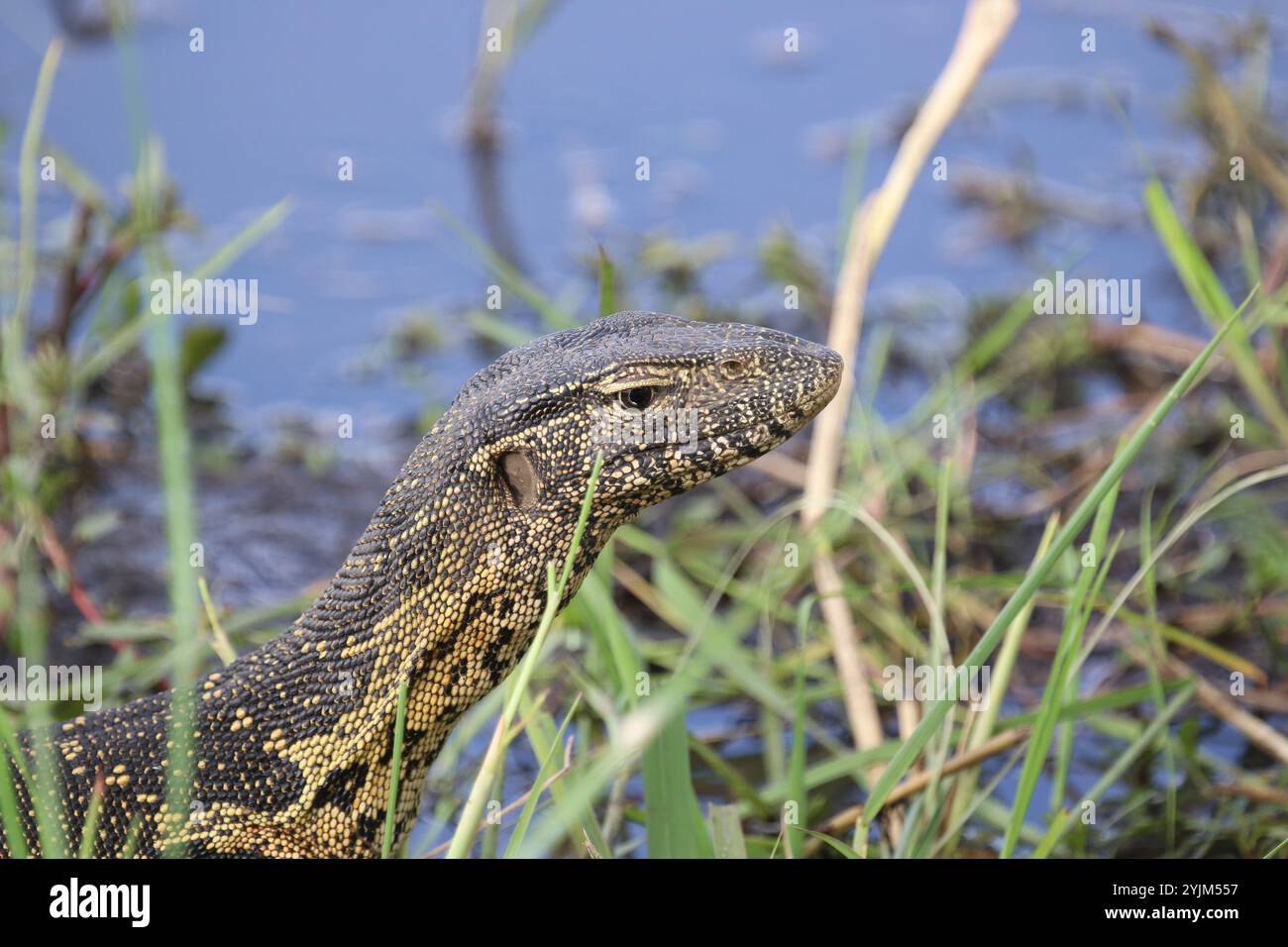 Africas longest lizard hi-res stock photography and images - Alamy