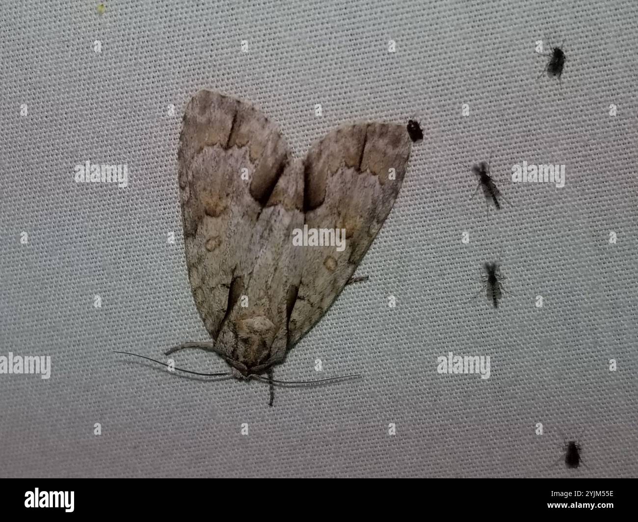 Ochre Dagger (Acronicta morula Stock Photo - Alamy