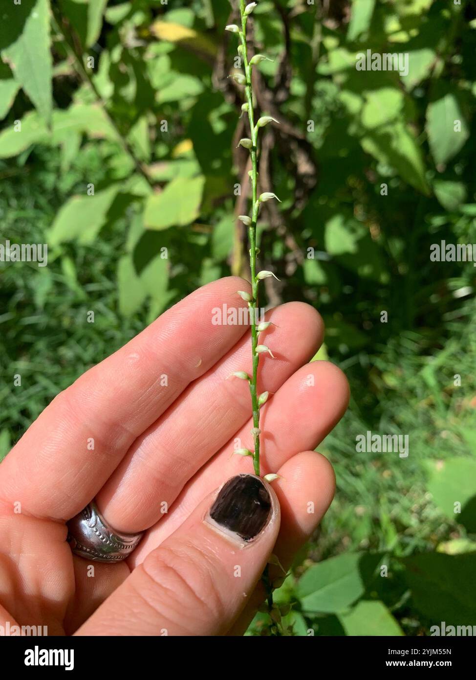 American jumpseed (Persicaria virginiana Stock Photo - Alamy
