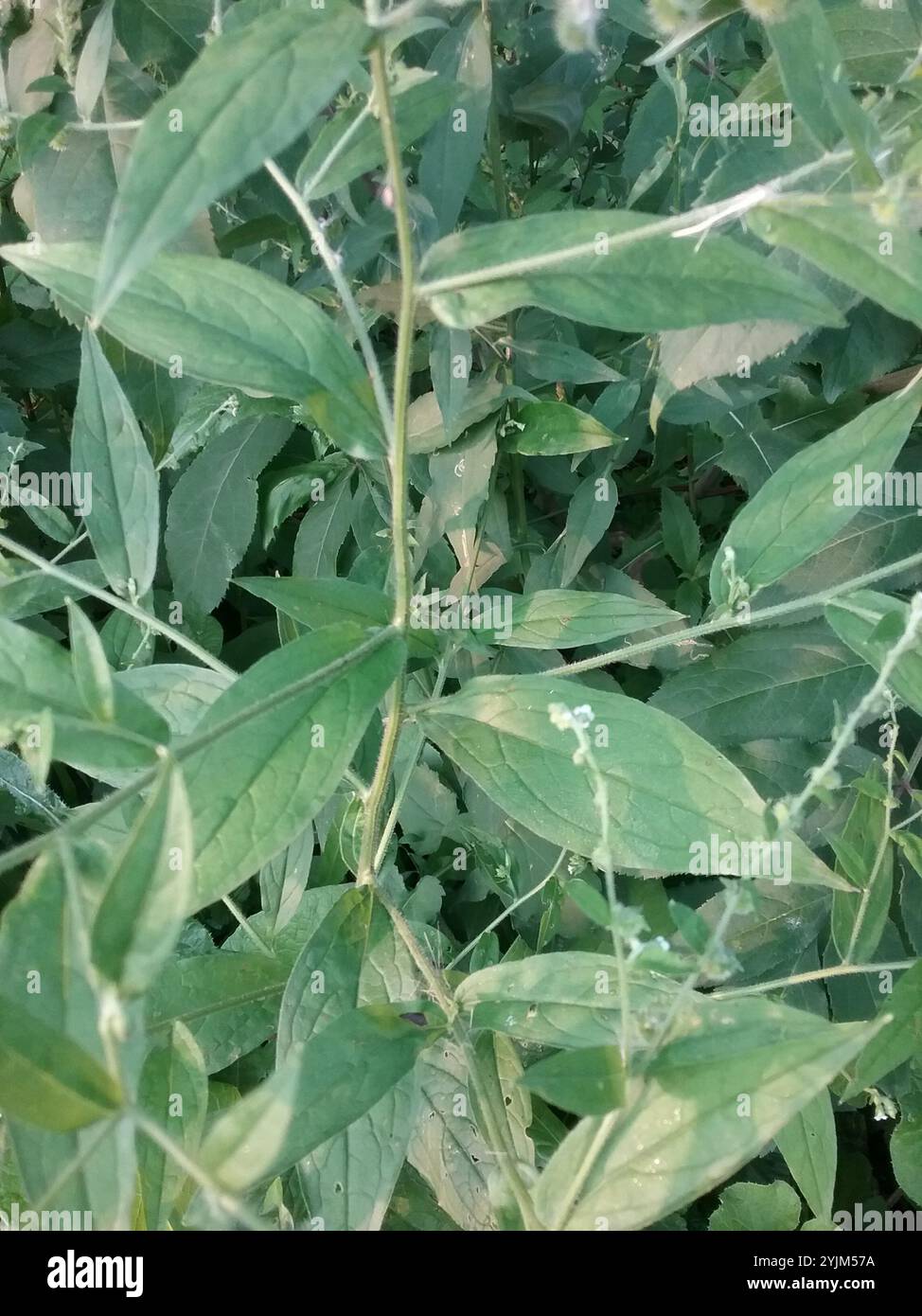 virginia stickseed (Hackelia virginiana Stock Photo - Alamy