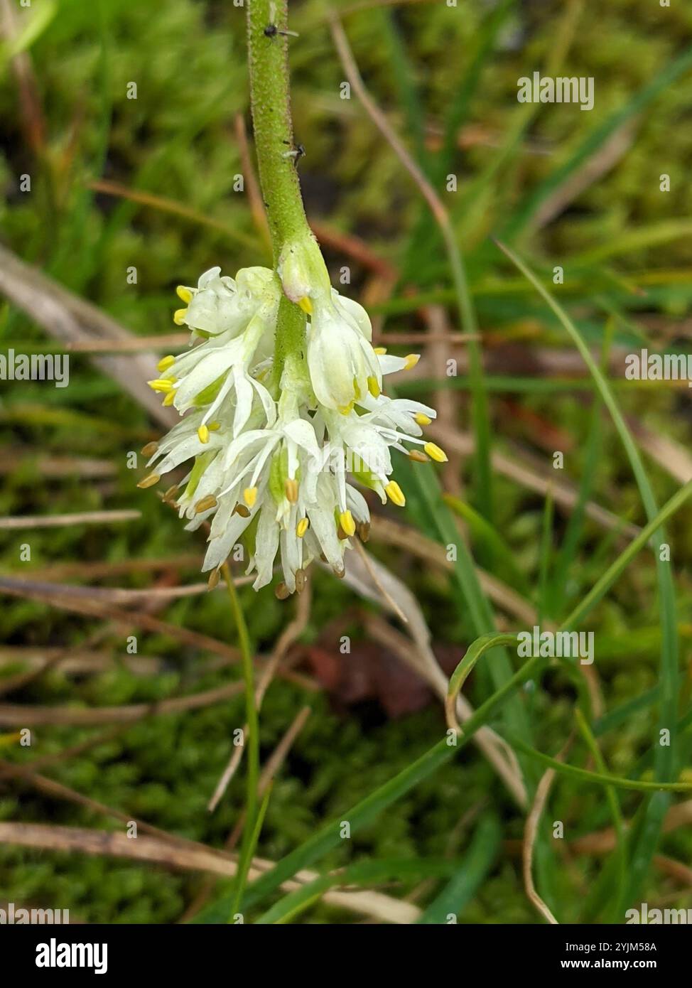 western false asphodel (Triantha occidentalis Stock Photo - Alamy