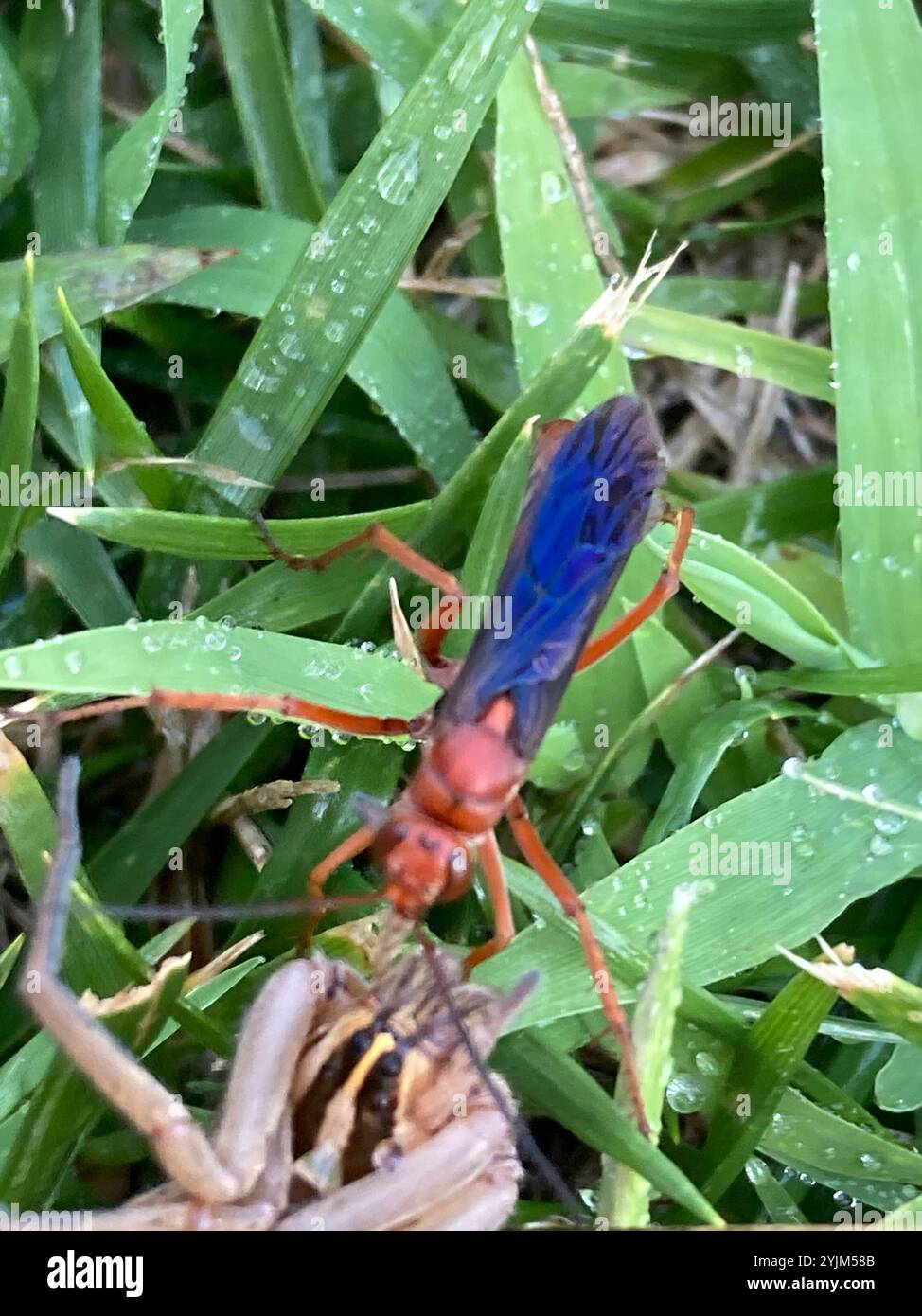 Rusty spider wasp hi-res stock photography and images - Alamy