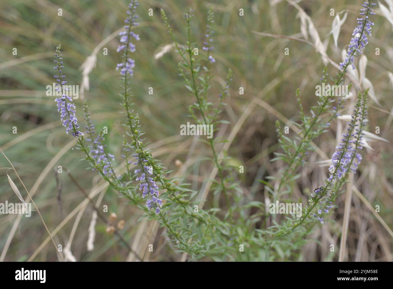 plantain family (Plantaginaceae Stock Photo - Alamy