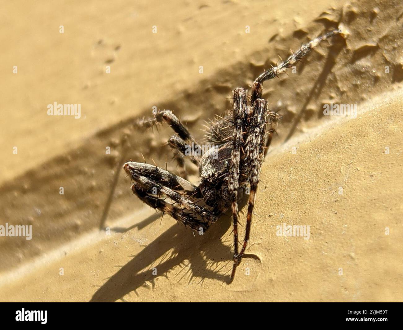 Fierce Orbweaver (Araneus saevus Stock Photo - Alamy