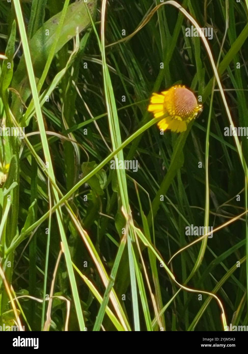 Rosilla hi-res stock photography and images - Alamy