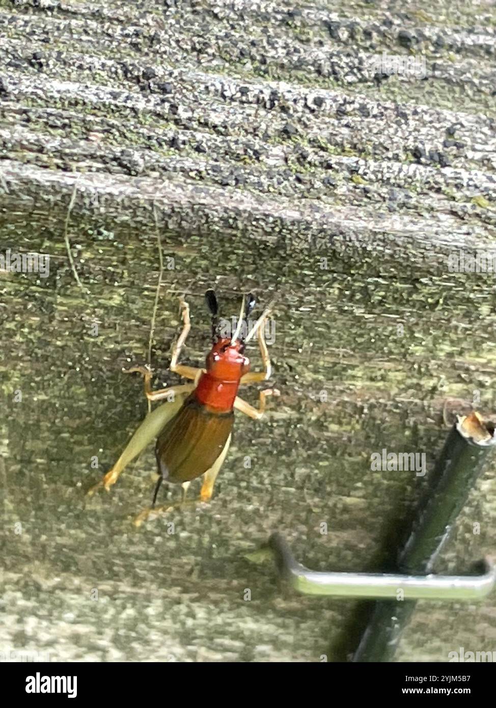 Red headed bush cricket hi-res stock photography and images - Alamy