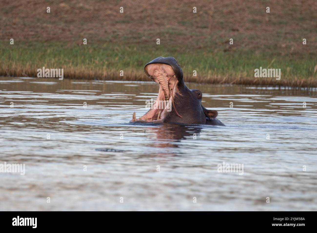 Hippopotamus with mouth wide open hi-res stock photography and images ...