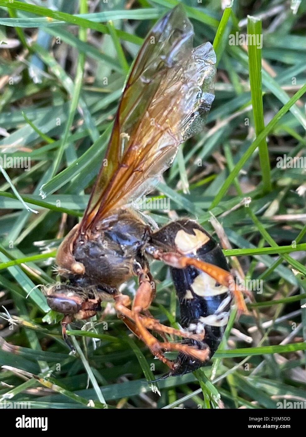 Eastern Cicada-killer Wasp (Sphecius speciosus Stock Photo - Alamy
