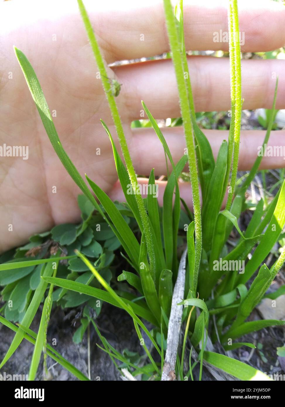 Sticky False Asphodel (Triantha glutinosa Stock Photo - Alamy