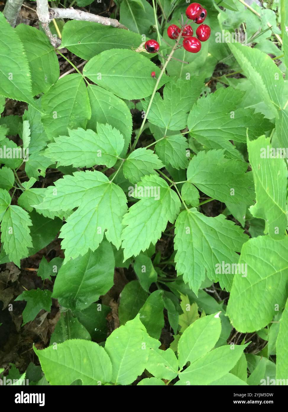 red baneberry (Actaea rubra Stock Photo - Alamy