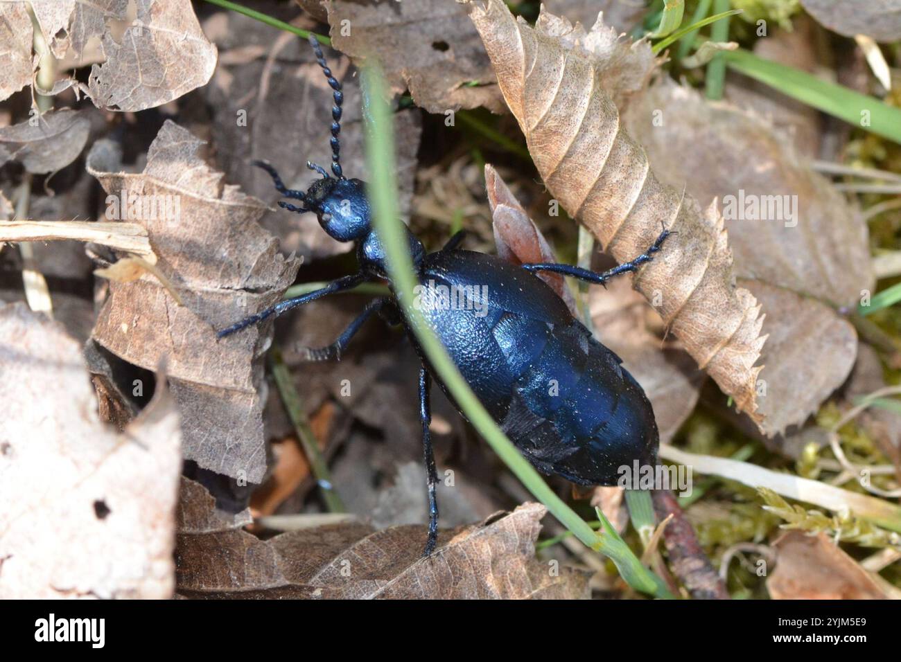 Violet Oil Beetle (Meloe violaceus Stock Photo - Alamy