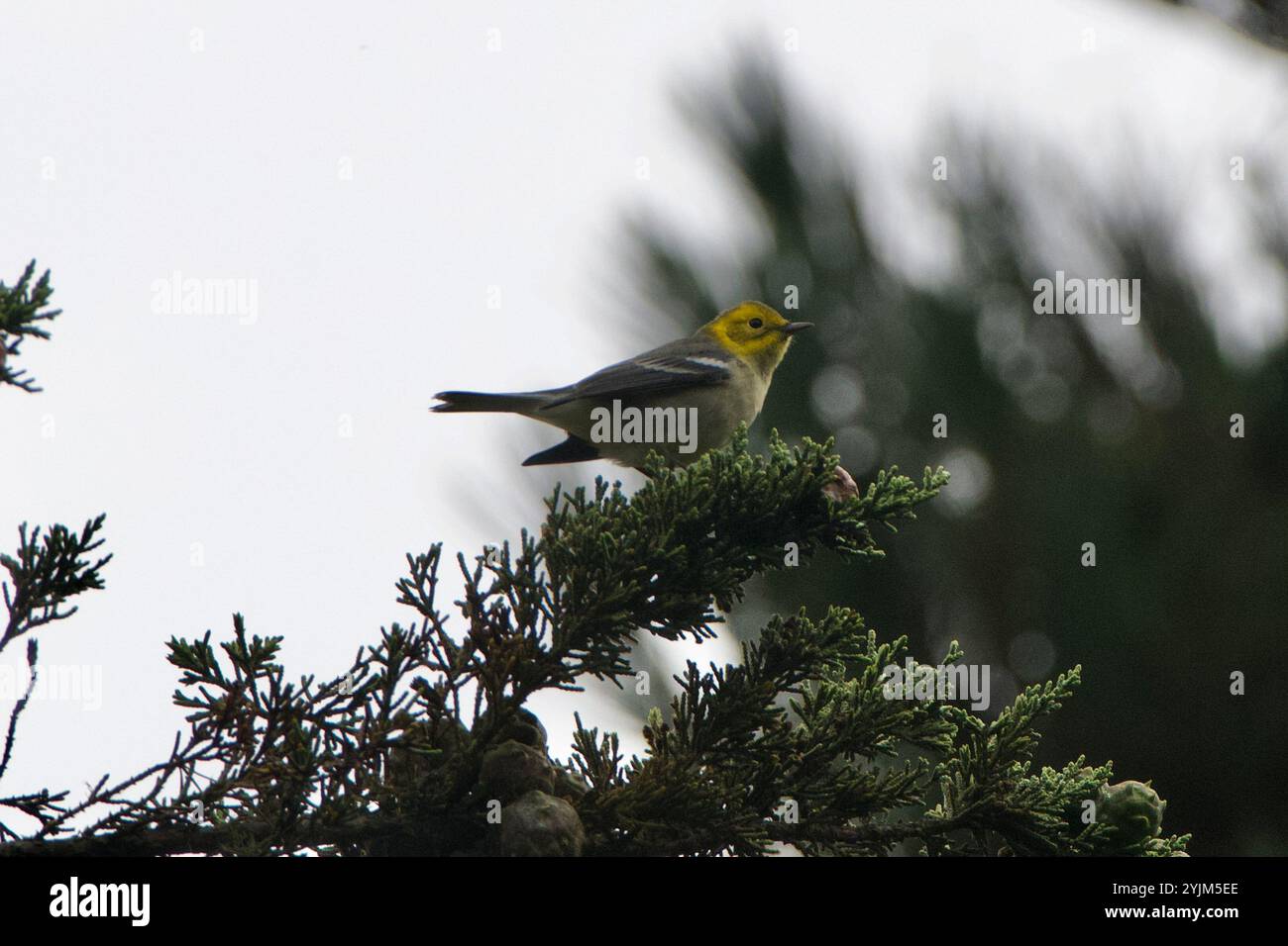 Hermit Warbler (Setophaga occidentalis Stock Photo - Alamy