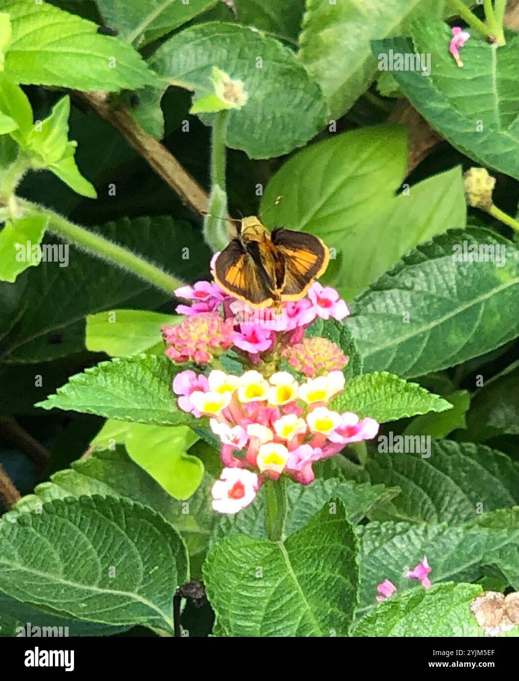 Whirlabout (Polites vibex Stock Photo - Alamy