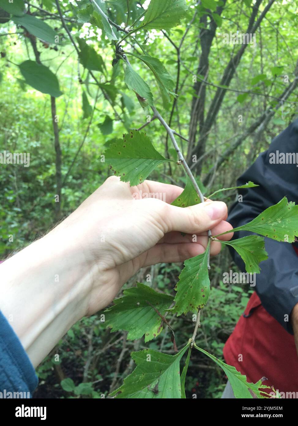 dotted hawthorn (Crataegus punctata Stock Photo - Alamy
