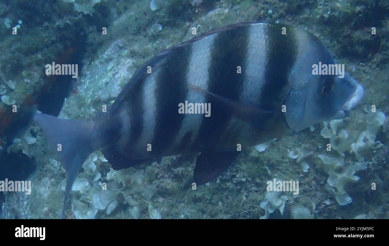 Horned Bream (Diplodus cervinus Stock Photo - Alamy