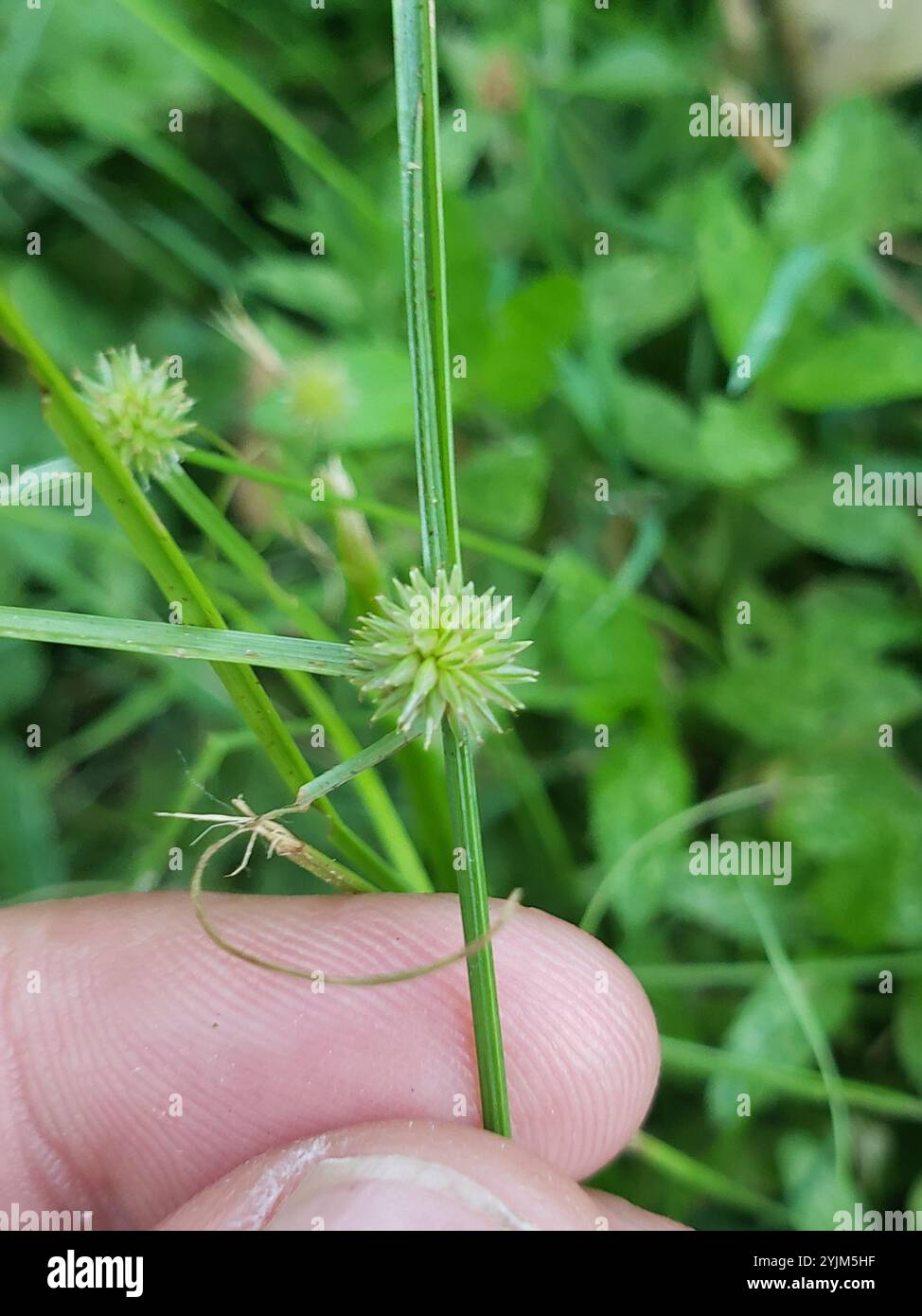 Shortleaf Spikesedge (Cyperus brevifolius Stock Photo - Alamy
