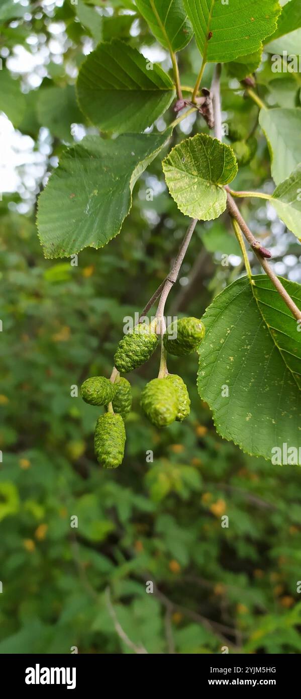 grey alder (Alnus incana Stock Photo - Alamy
