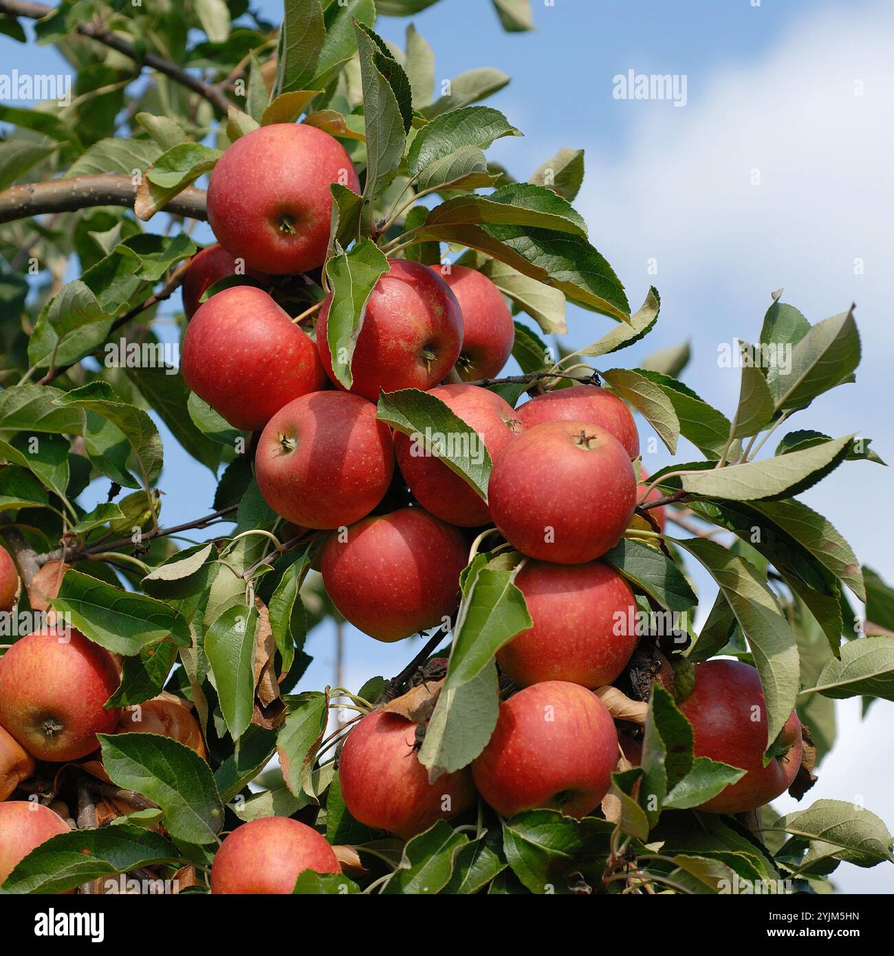 Elstar apfel hi-res stock photography and images - Alamy