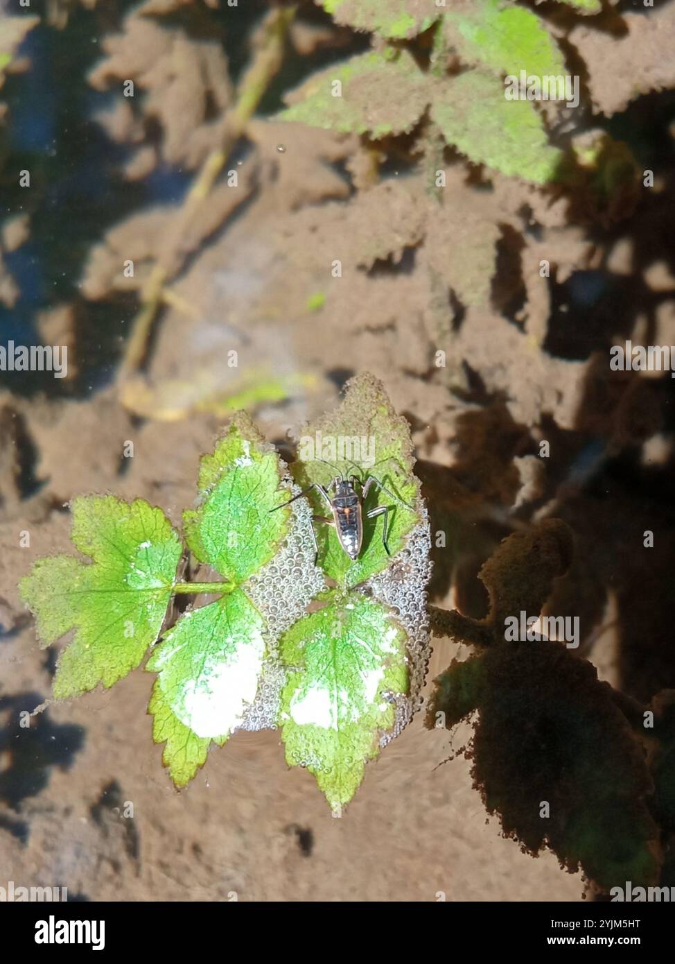 Water Crickets (Velia Stock Photo - Alamy