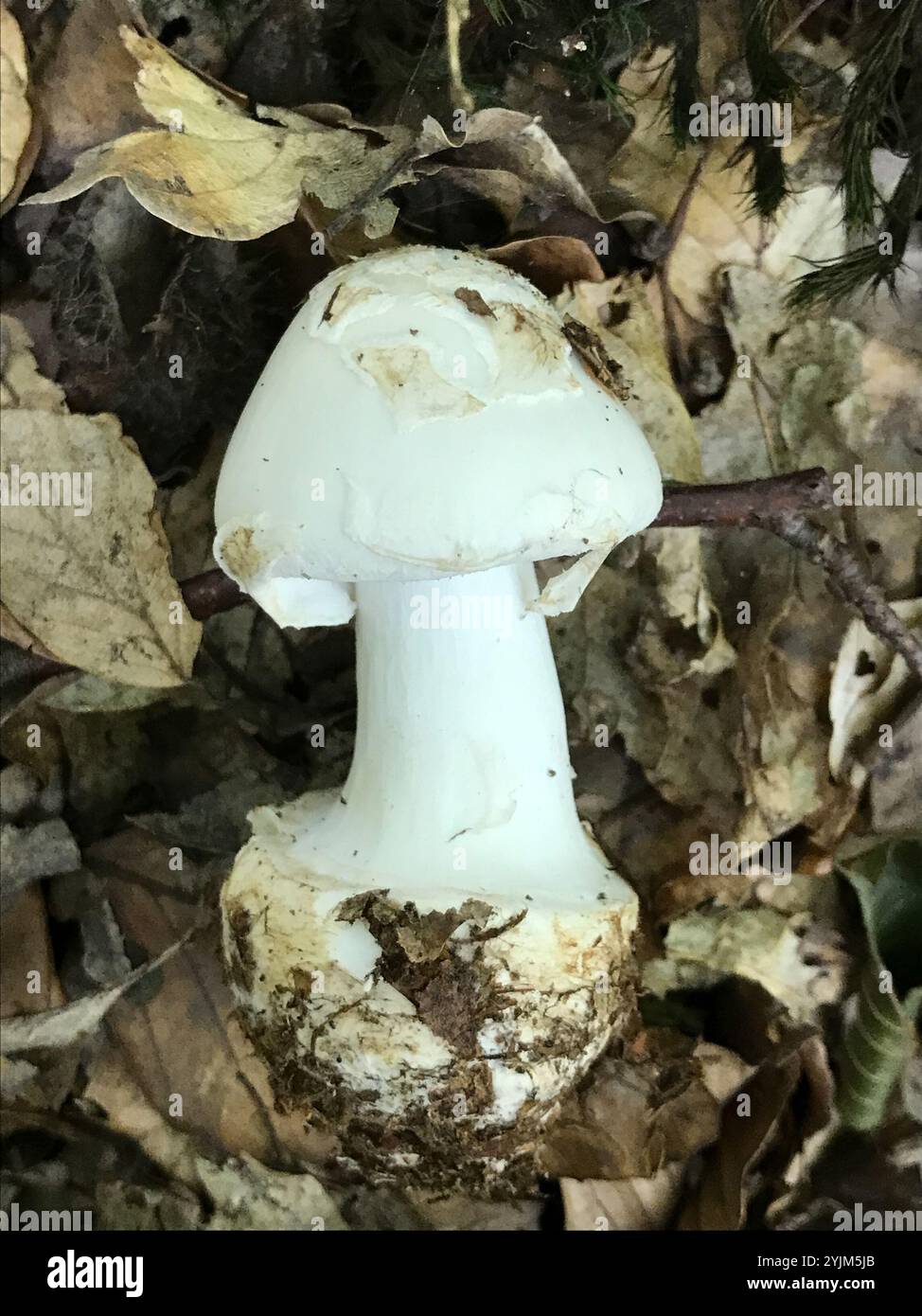 False Death-cap (Amanita citrina Stock Photo - Alamy