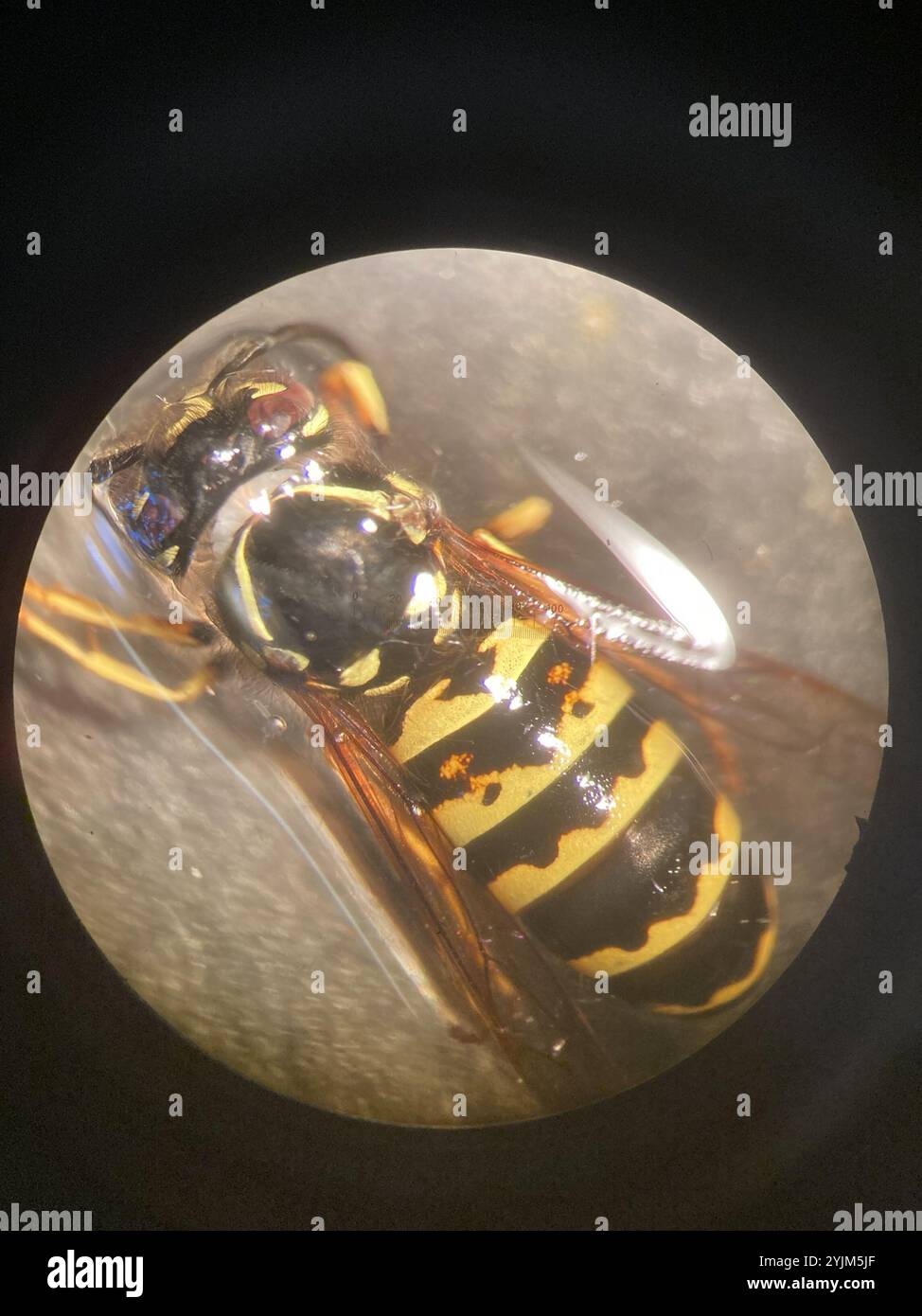 Alaska Yellowjacket (Vespula alascensis Stock Photo - Alamy