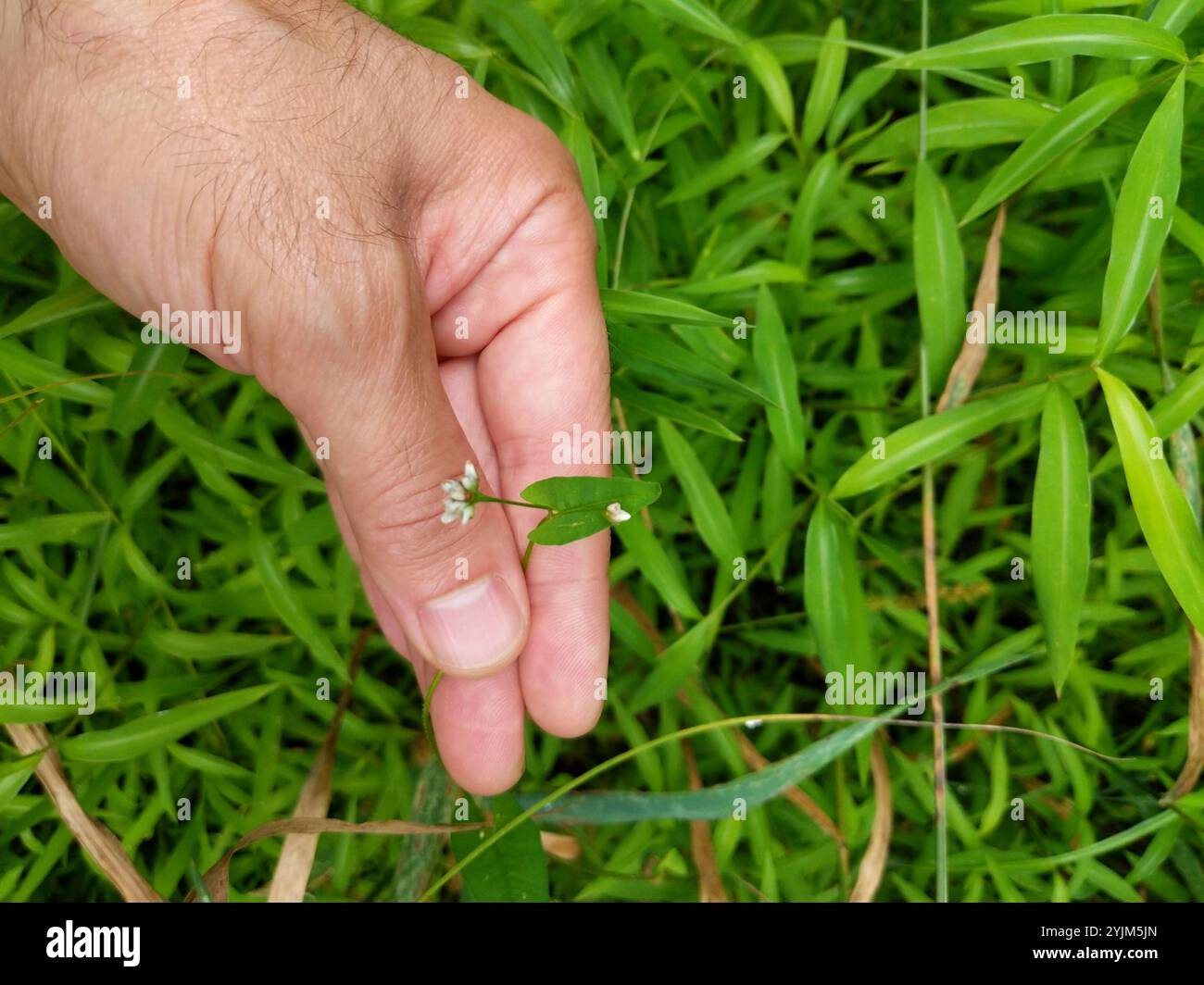 arrow-leaved tearthumb (Persicaria sagittata Stock Photo - Alamy