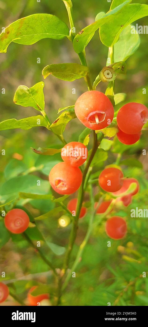 Red Huckleberry (Vaccinium parvifolium Stock Photo - Alamy