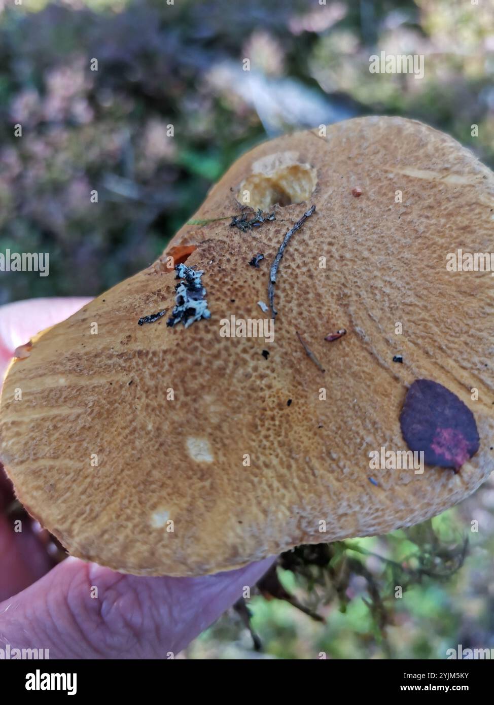 Velvet Bolete (Suillus variegatus Stock Photo - Alamy
