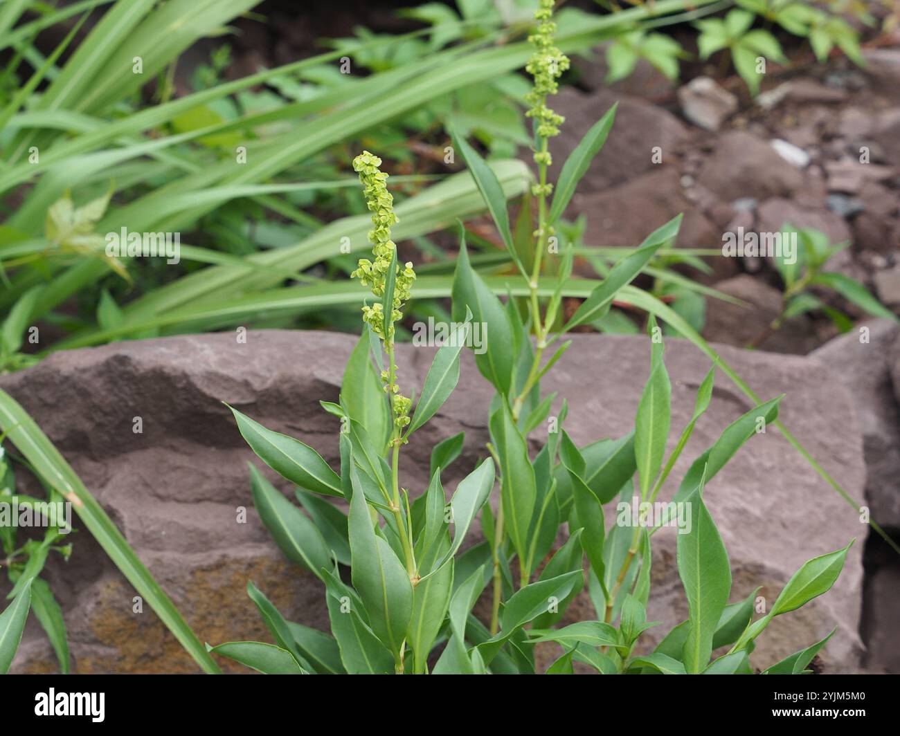 swamp dock (Rumex verticillatus Stock Photo - Alamy