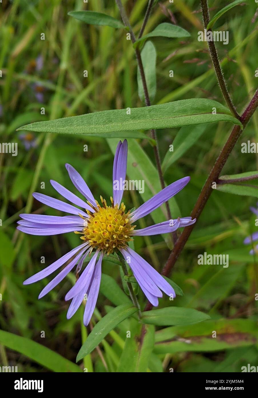 Douglas' Aster (Symphyotrichum subspicatum Stock Photo - Alamy