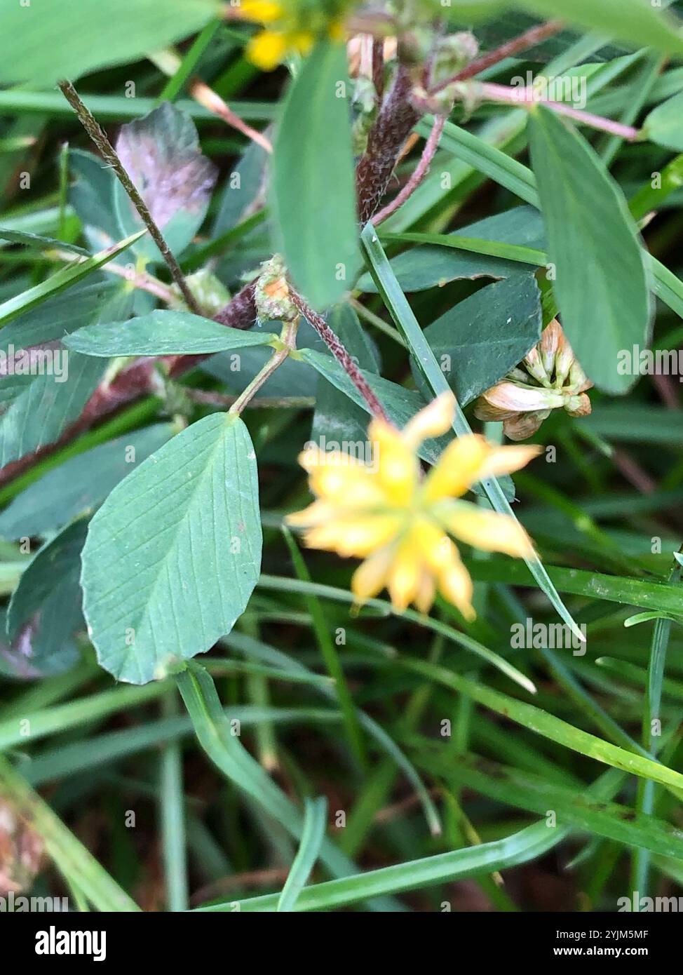 Lesser hop trefoil (Trifolium dubium Stock Photo - Alamy