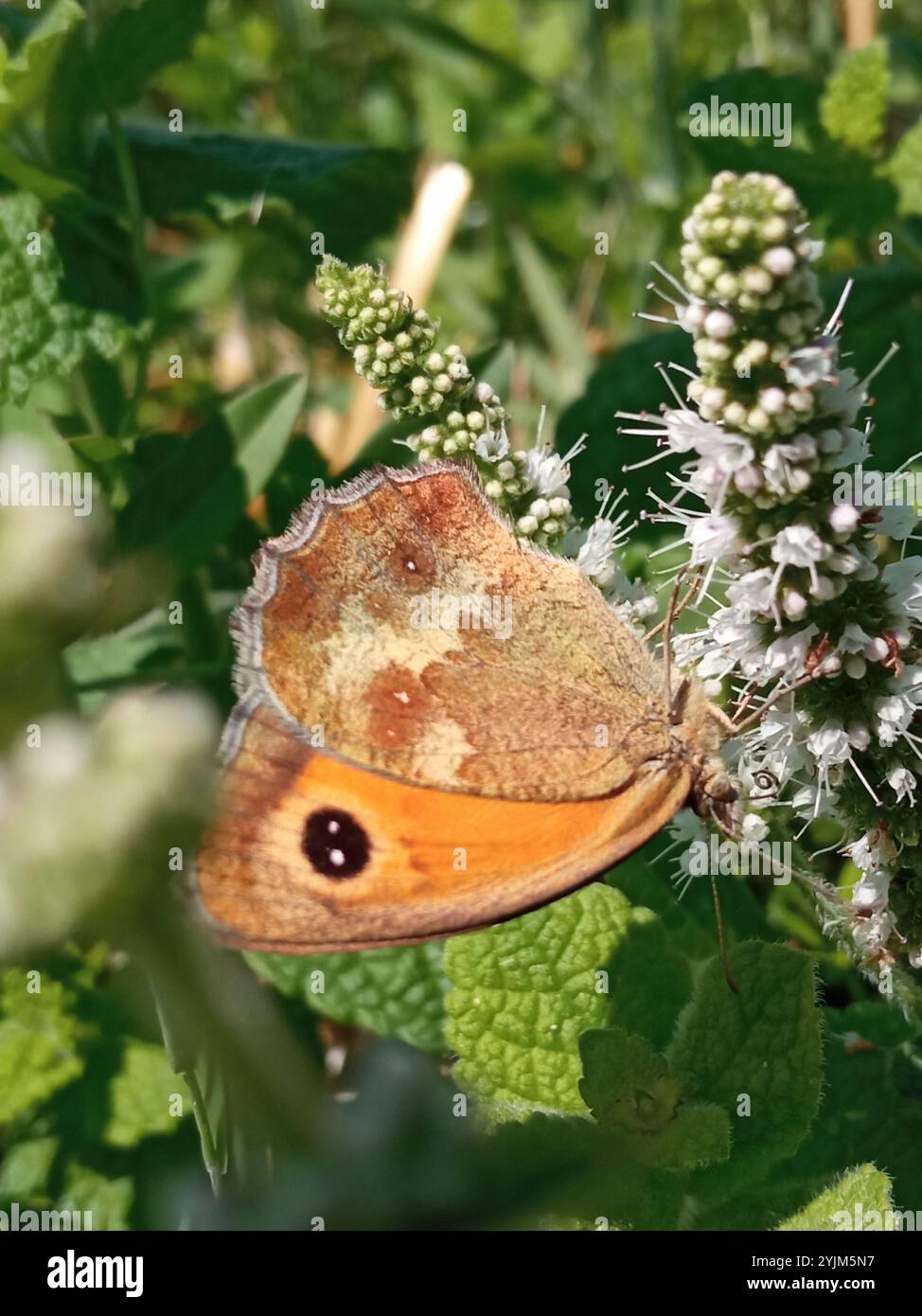 Gatekeeper (Pyronia tithonus Stock Photo - Alamy