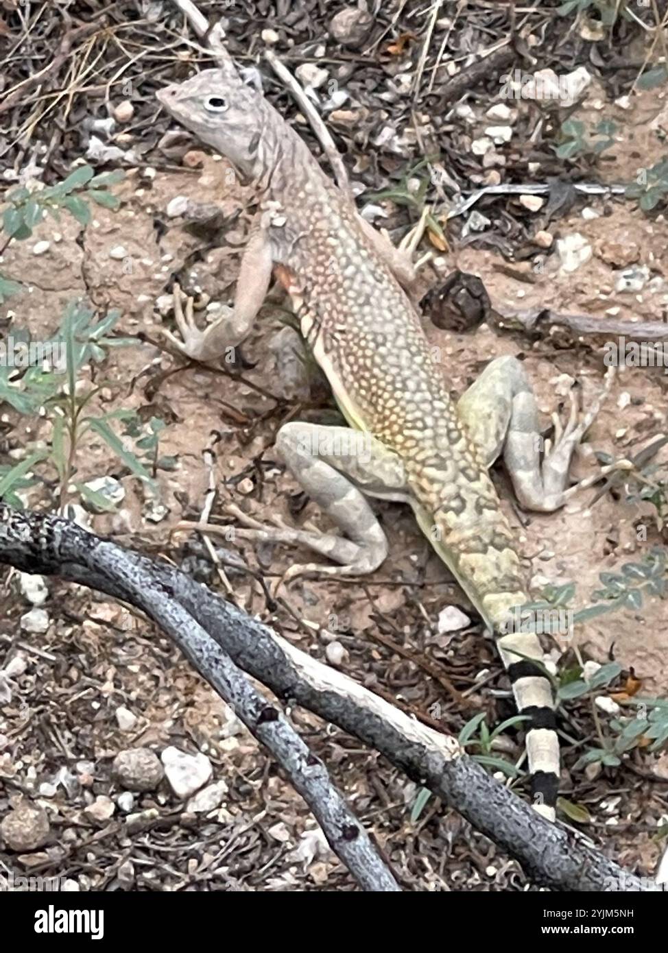 Zebra-tailed Lizard (Callisaurus draconoides Stock Photo - Alamy