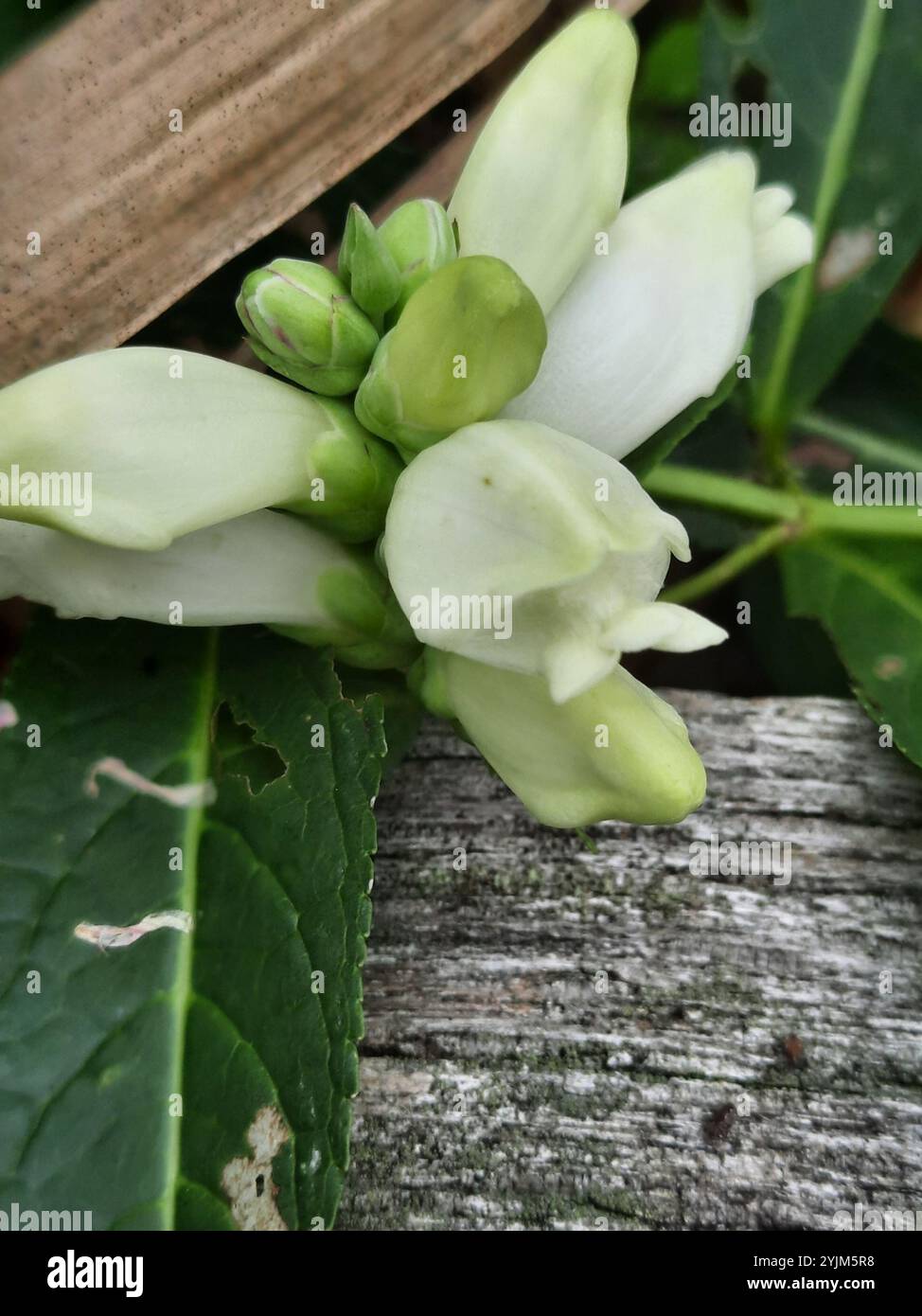white turtlehead (Chelone glabra Stock Photo - Alamy