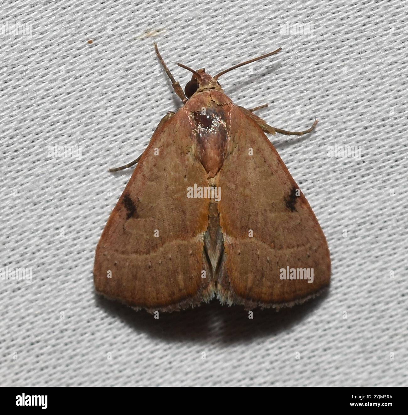 Wedgling Moth (Galgula partita Stock Photo - Alamy