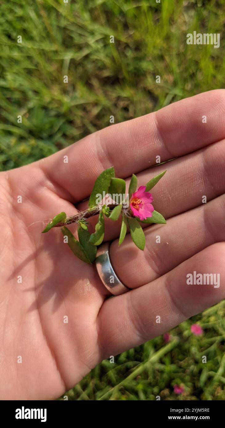 Paraguayan Purslane (Portulaca amilis Stock Photo - Alamy