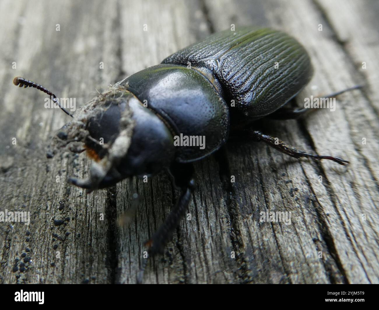 Antelope Beetle (Dorcus parallelus Stock Photo - Alamy