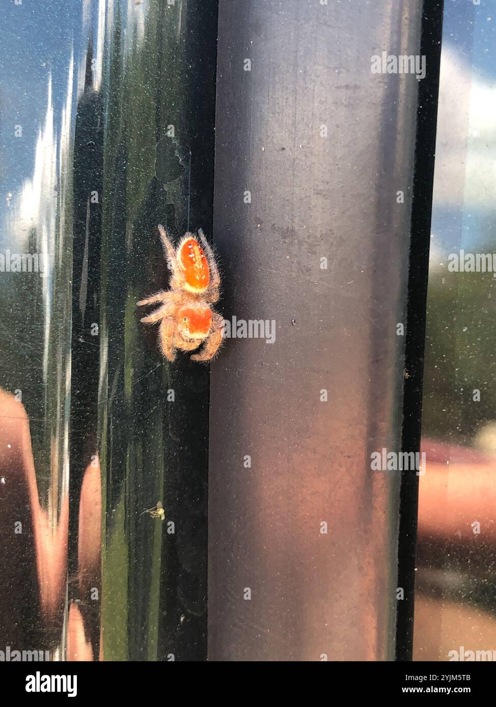 Cardinal Jumping Spider (Phidippus cardinalis Stock Photo - Alamy