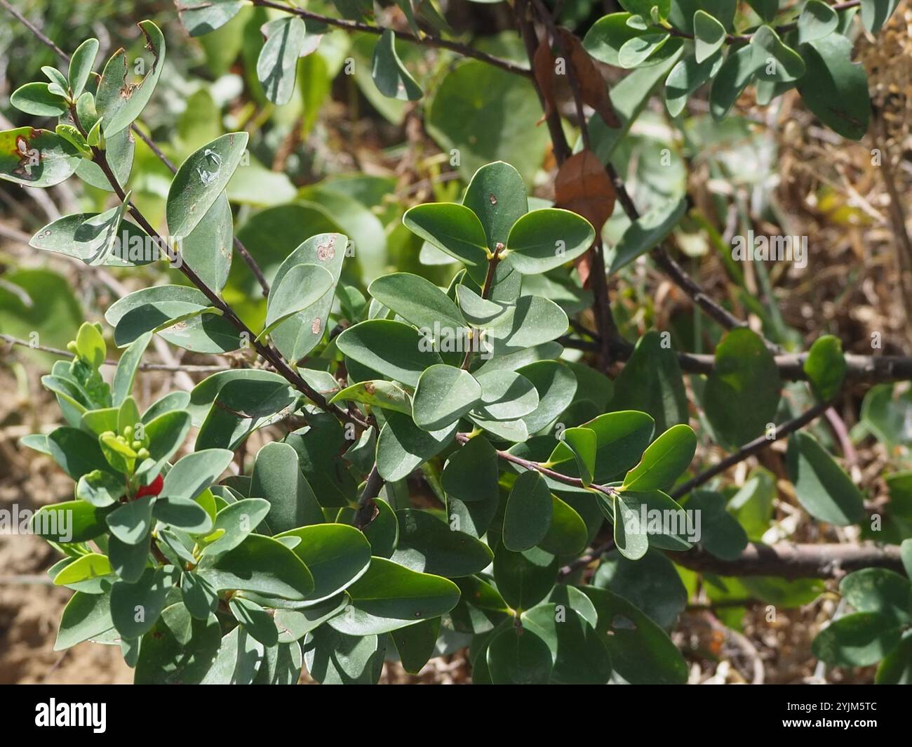 Bootlace Plant (Wikstroemia indica Stock Photo - Alamy