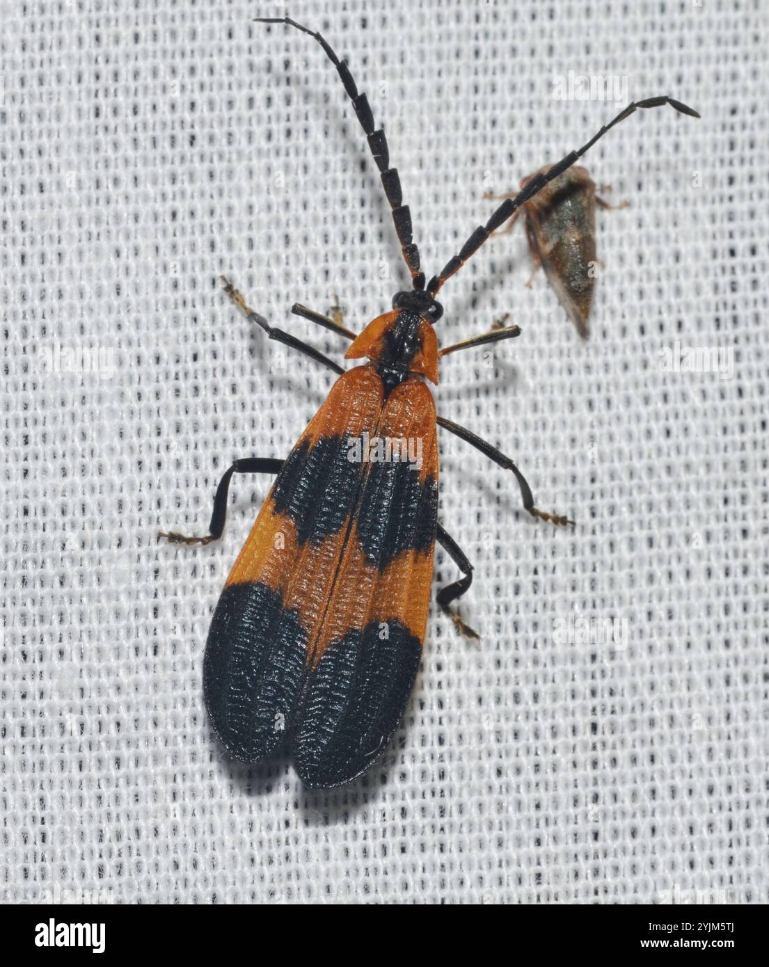 Reticulated net winged beetle hi-res stock photography and images - Alamy
