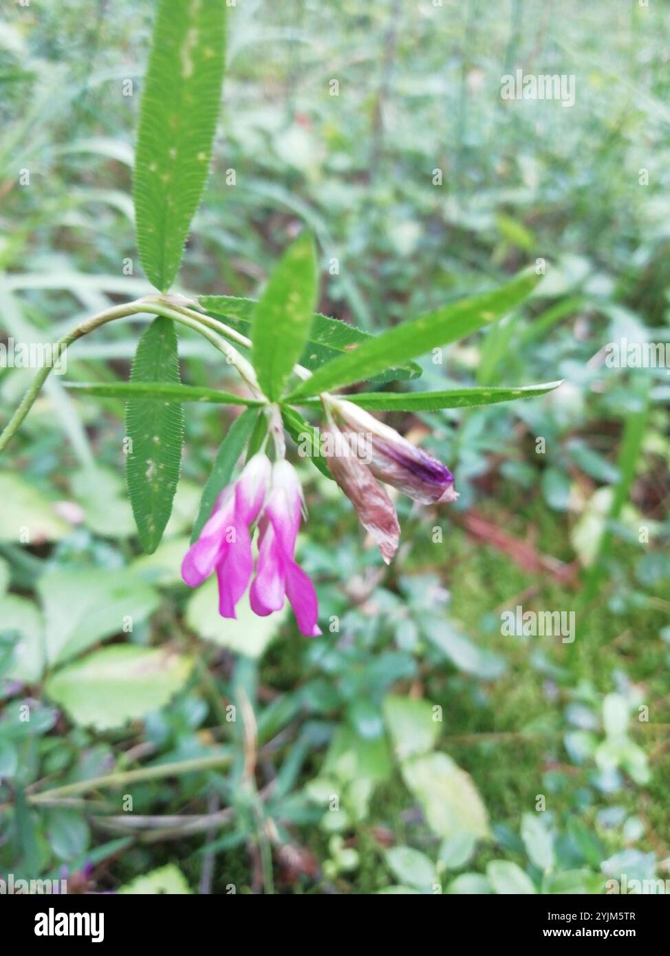 Trifolium lupinaster hi-res stock photography and images - Alamy